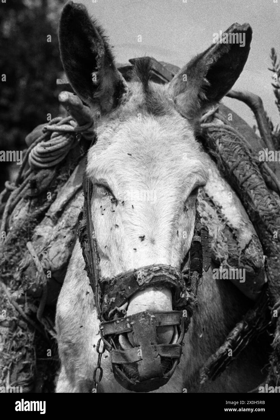 Only the donkey knows whether it is happy. In any case, he is stoically ...