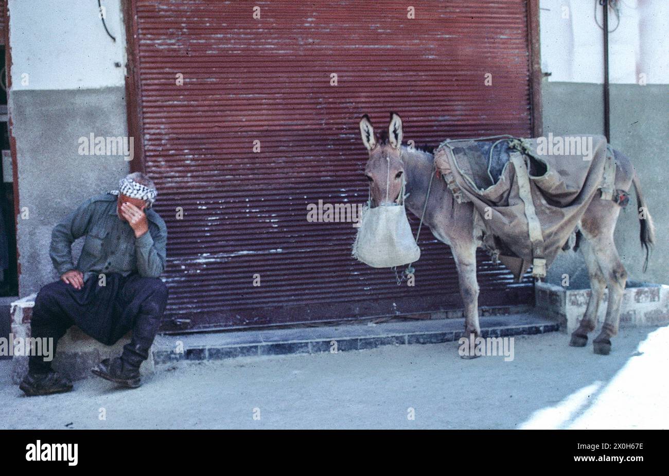 A donkey driver takes a break with his animal in the shade in the ...