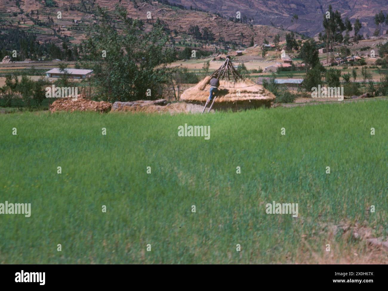 A farmer covers the roof of his hut with reeds. [automated translation ...