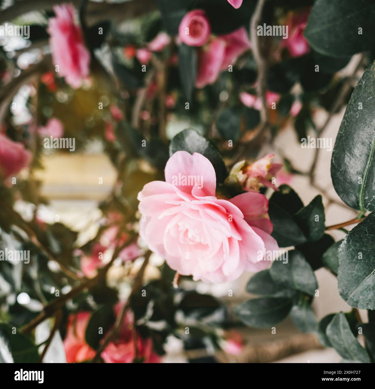 A delicate pink camellia flower stands out among buds and foliage ...