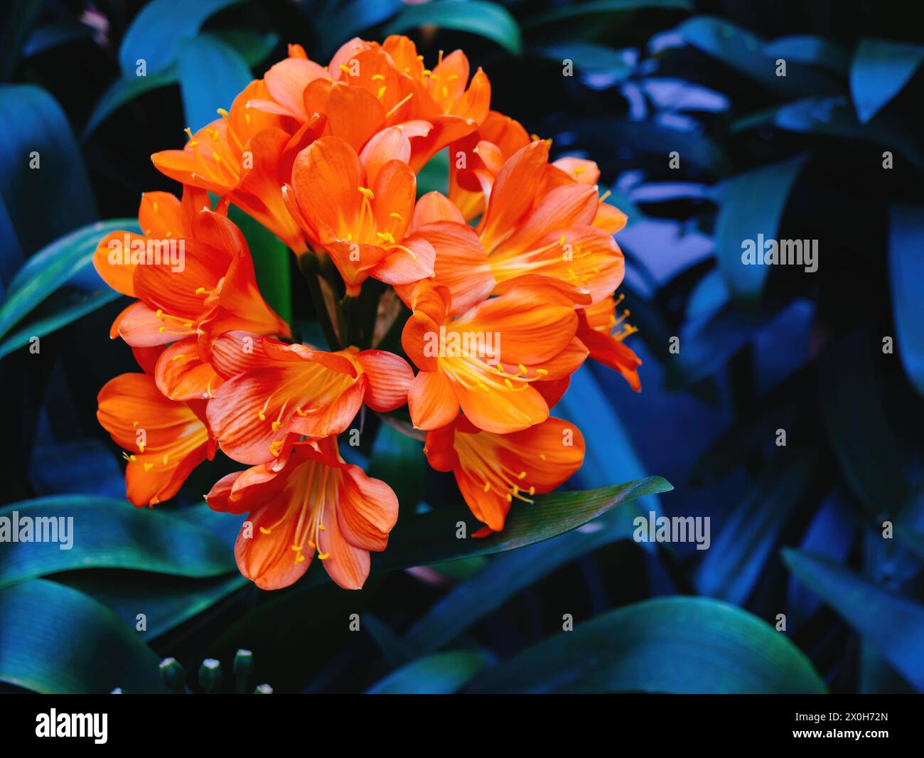 Bright orange clivia flowers burst with color against dark leaves ...