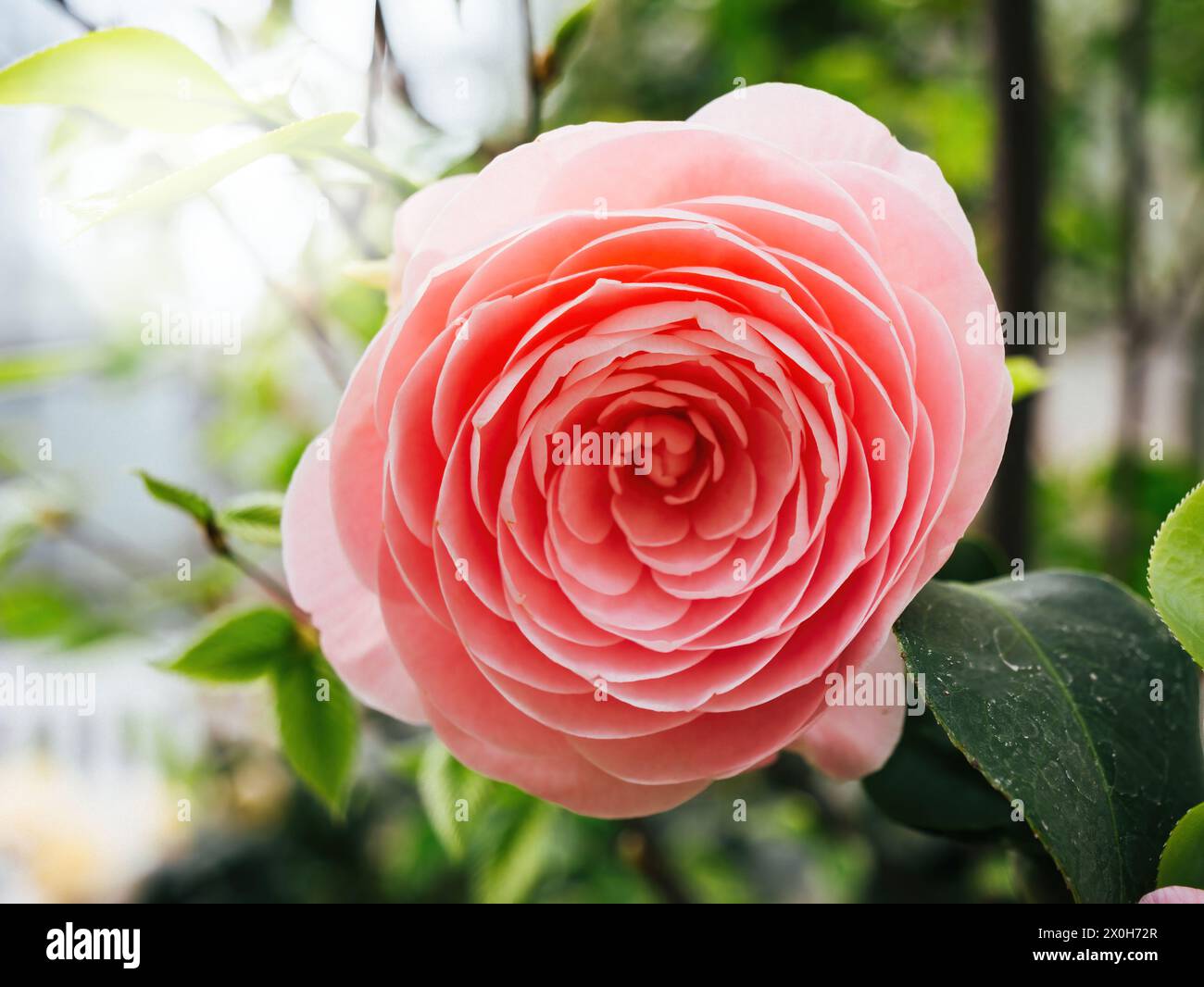 A perfectly formed pink rose camellia exemplifies botanical elegance ...