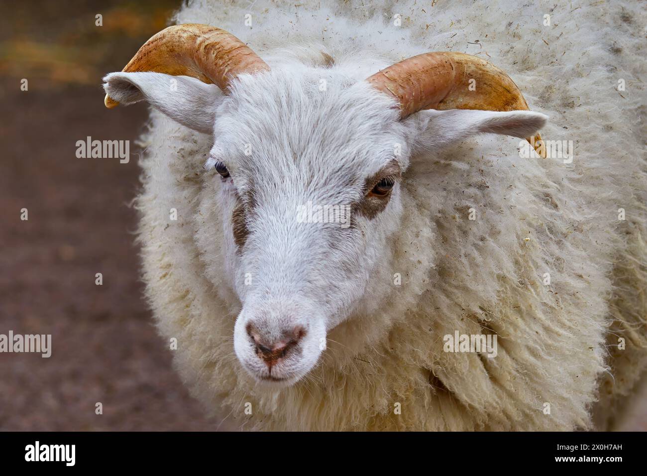 Pretty white sheep hi-res stock photography and images - Alamy
