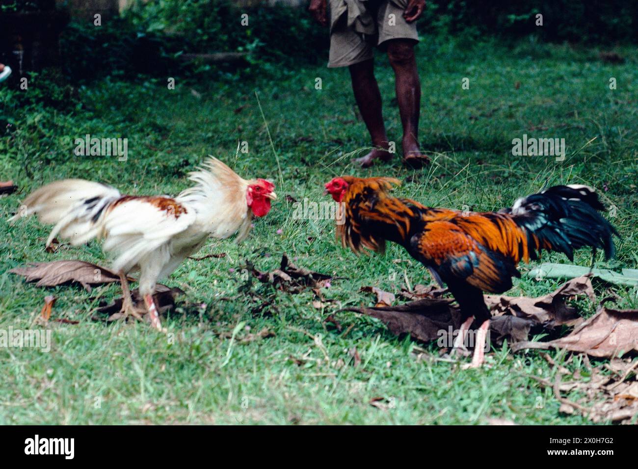 The roosters in Bali, Indonesia, face each other in a fighting stance ...