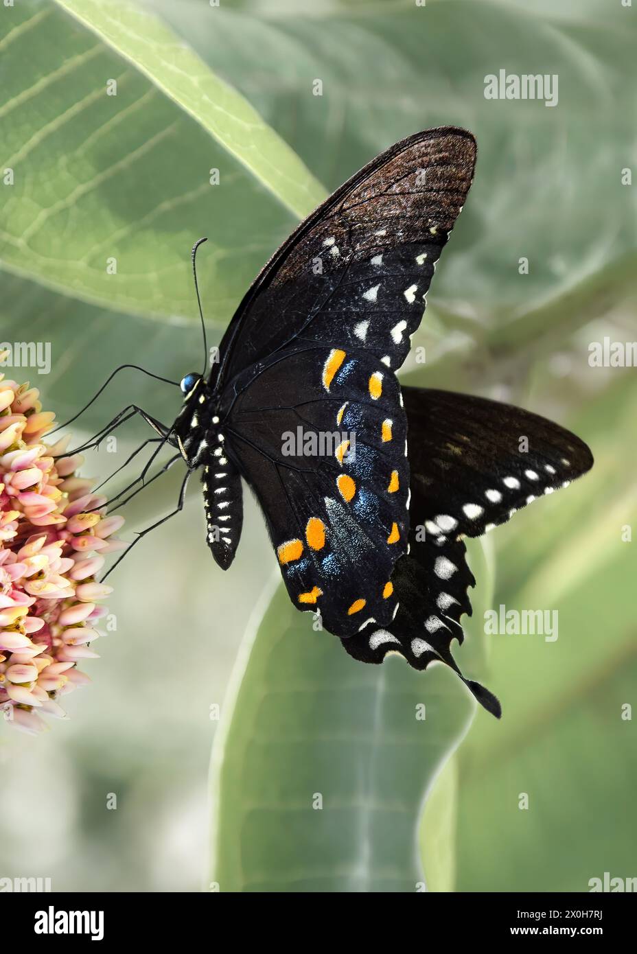 A profile close-up of a spicebush swallowtail aka the green-clouded butterfly (Papilio Troilus ...