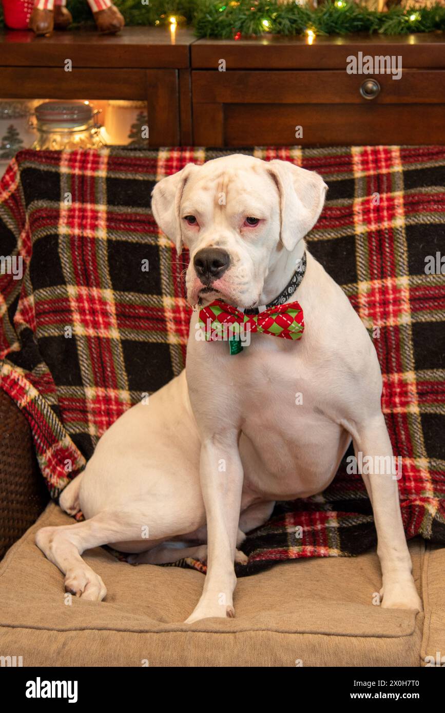 Boxer Posing for his Photo shoot during Christmas time with such a ...