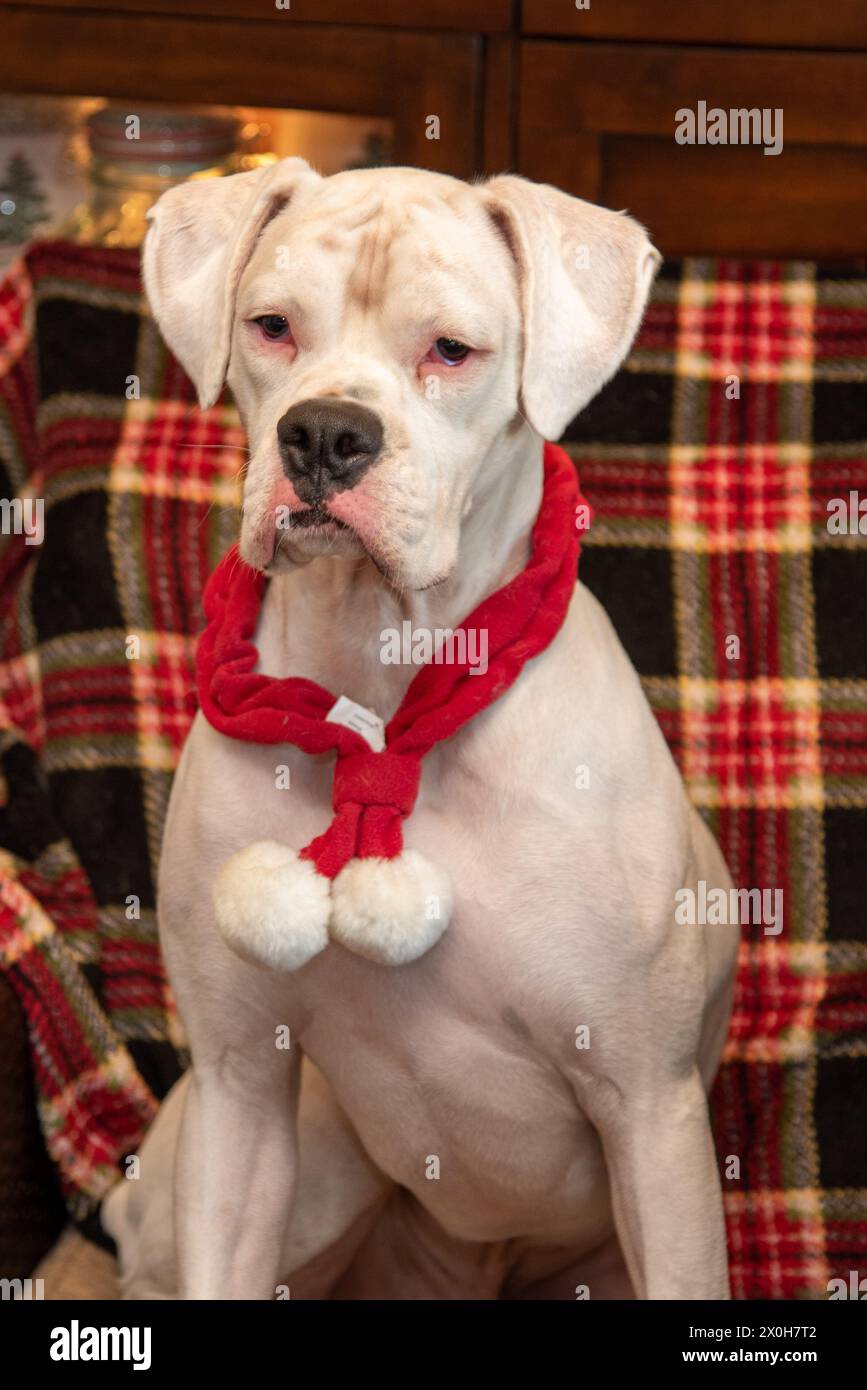 Boxer Posing for his Photo shoot Stock Photo - Alamy