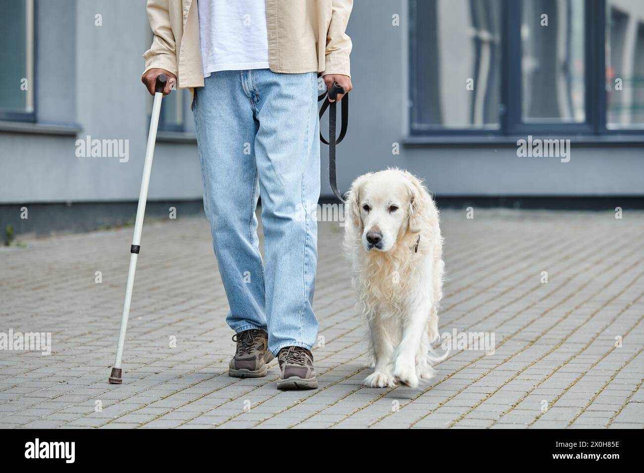 An African American man walks calmly with a cane alongside a loyal ...