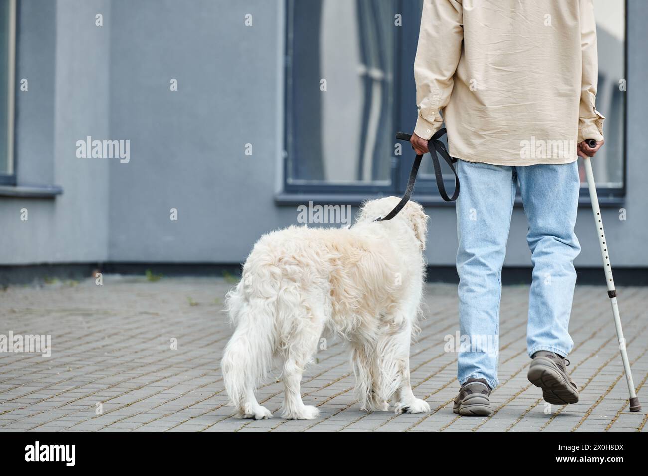 A disabled African American man walking a Labrador dog on a leash ...