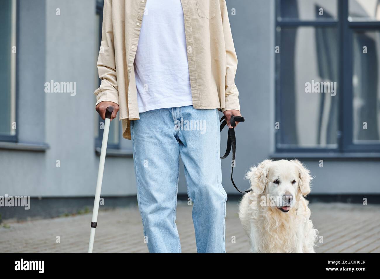 A disabled African American man walks a Labrador dog on a leash ...