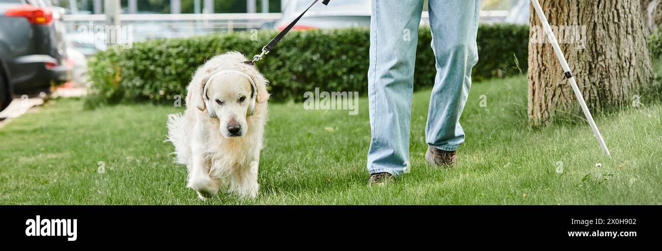 A disabled African American man walks a Labrador dog, showcasing ...