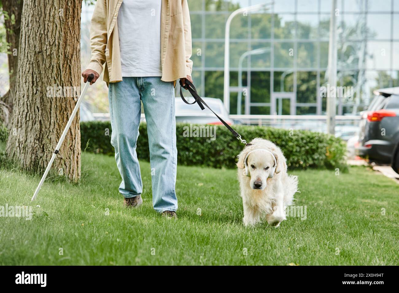 disabled African American man walking his Labrador dog on a leash Stock ...