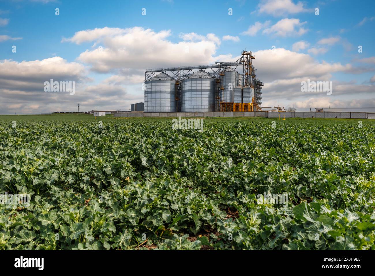 silos on agro-industrial complex with seed cleaning and drying line for ...