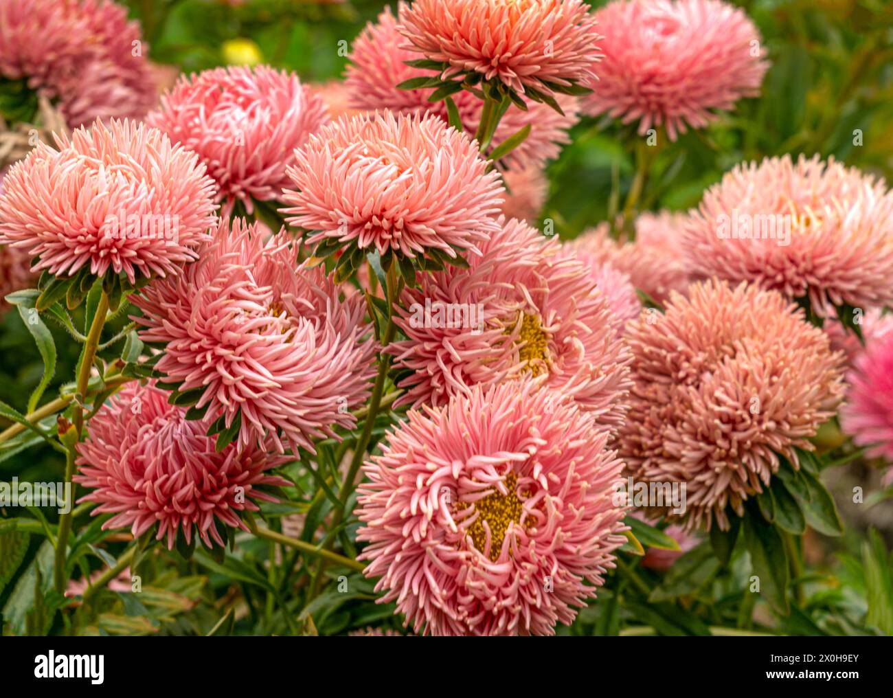 Delicate beautiful flowers of a peony-shaped terry aster on a flower ...