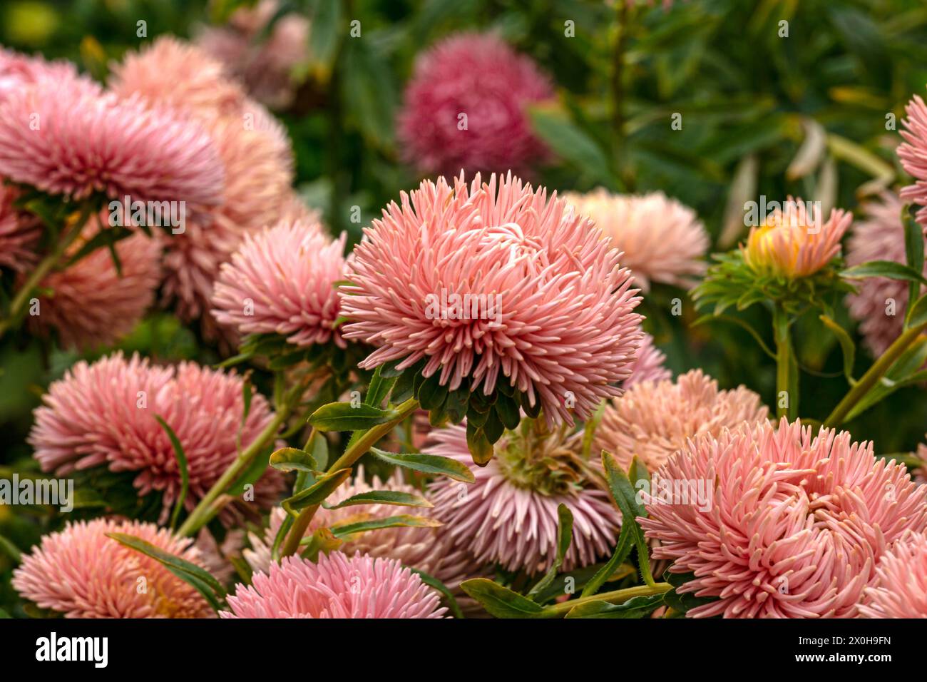 Delicate beautiful flowers of a peony-shaped terry aster on a flower ...