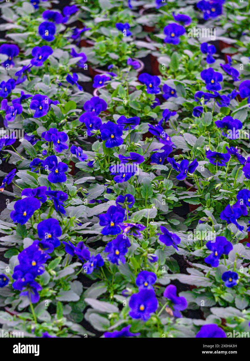 Blue pansies in flower pots in a greenhouse Stock Photo - Alamy