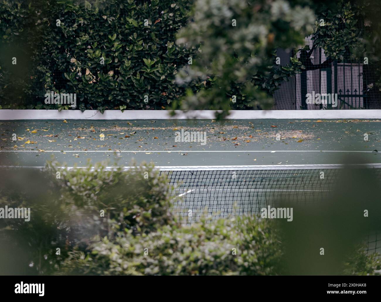 pry peek view through the foliage of the green tennis court, hotel area ...