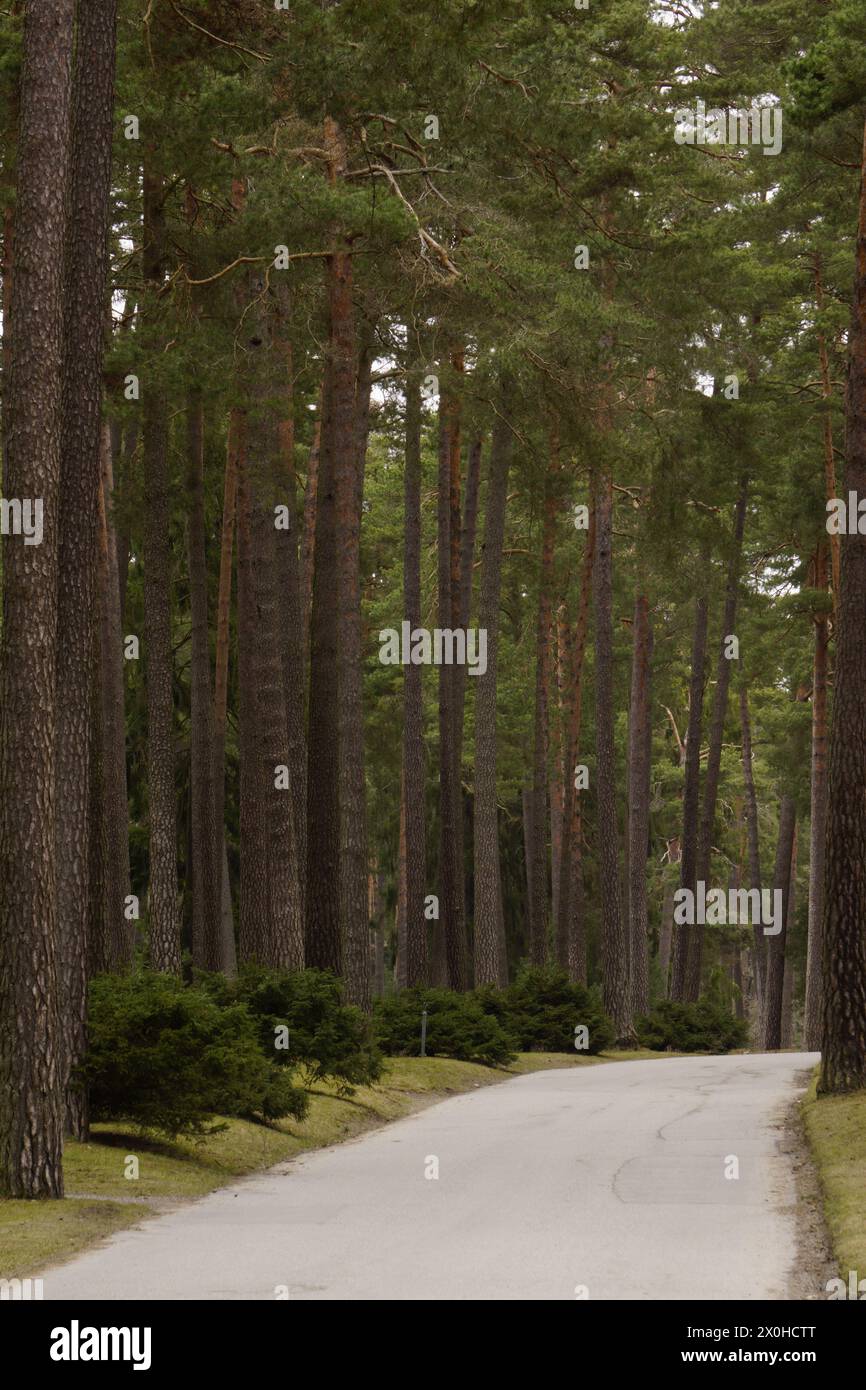 Asphalt road in a forest with trees on both sides Stock Photo - Alamy