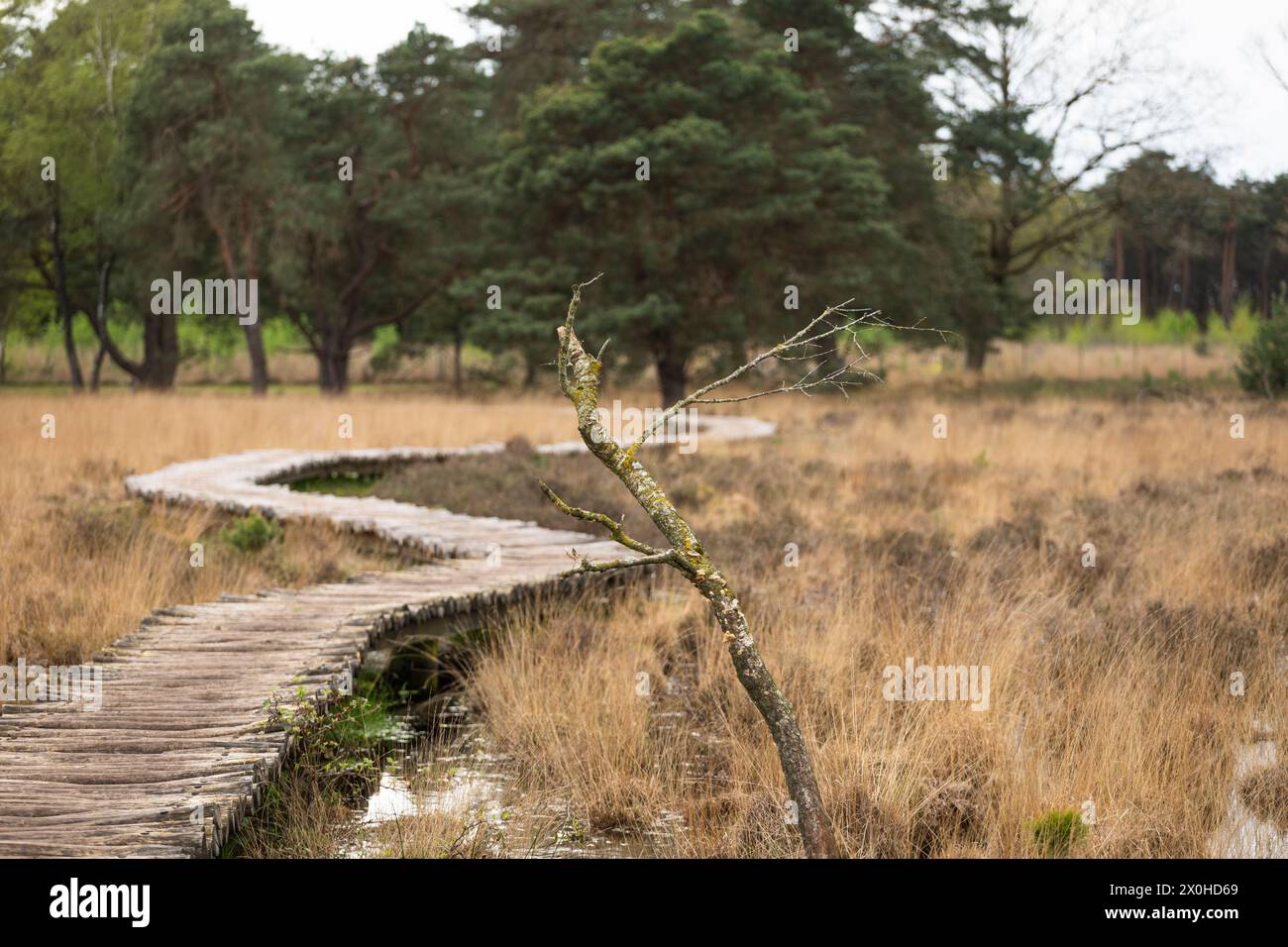 Bat bridge at nature reserve Strabrechtse Heide, peat and moor ...
