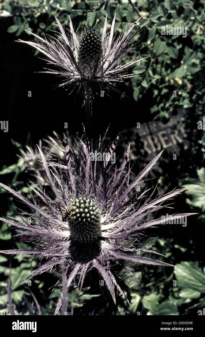 Alpenmannstreu (Eryngium alpinum L.) and grave slab in a Zermatt ...