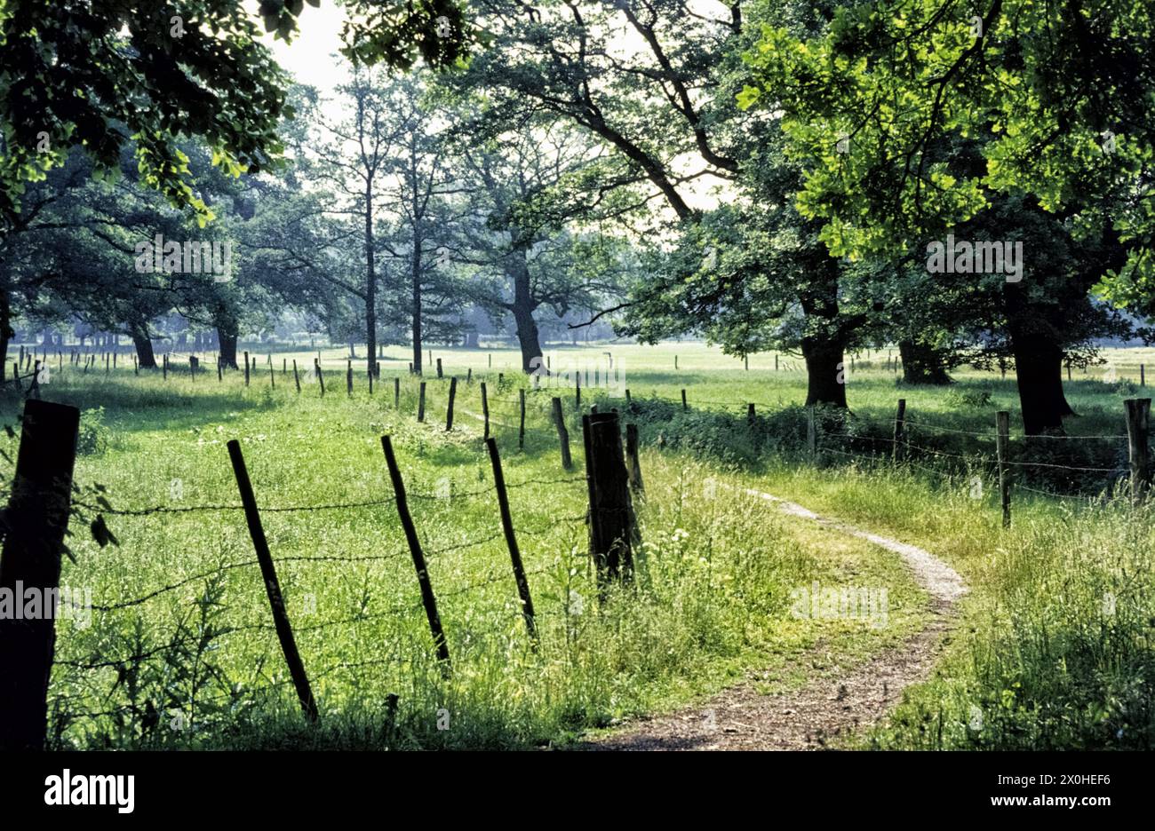 A path through meadows overgrown with trees. Barbed wire fences border ...