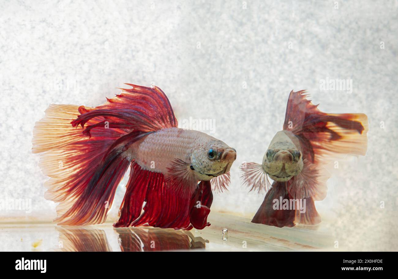 The reflection in the water of a Red betta fish or Siamese fighting ...