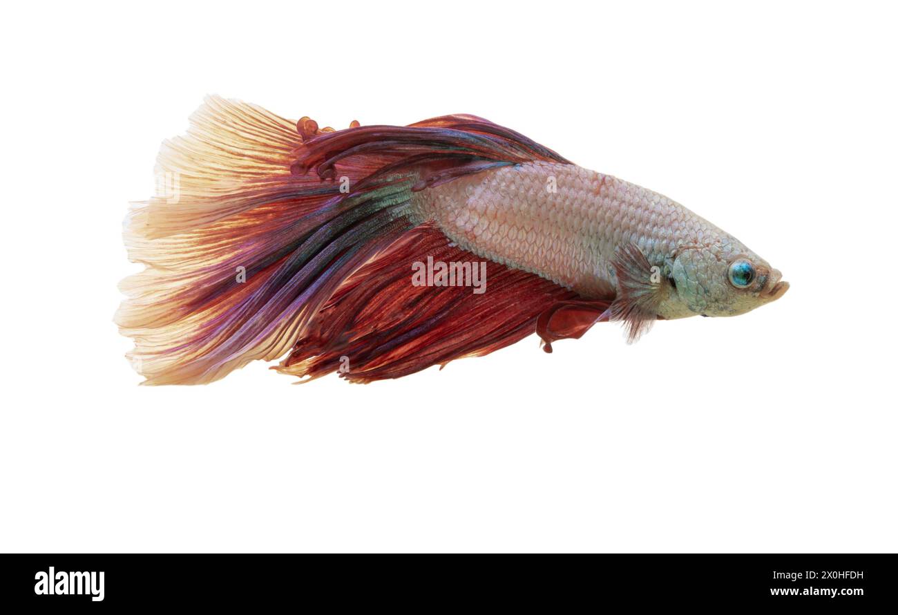 Detail of Red betta fish or Siamese fighting fish isolated on white ...
