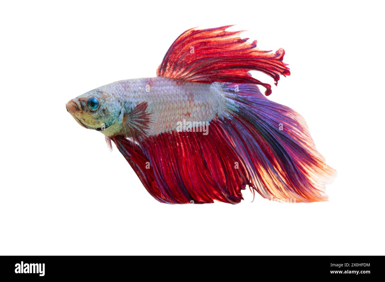 Detail of Red betta fish or Siamese fighting fish isolated on white ...