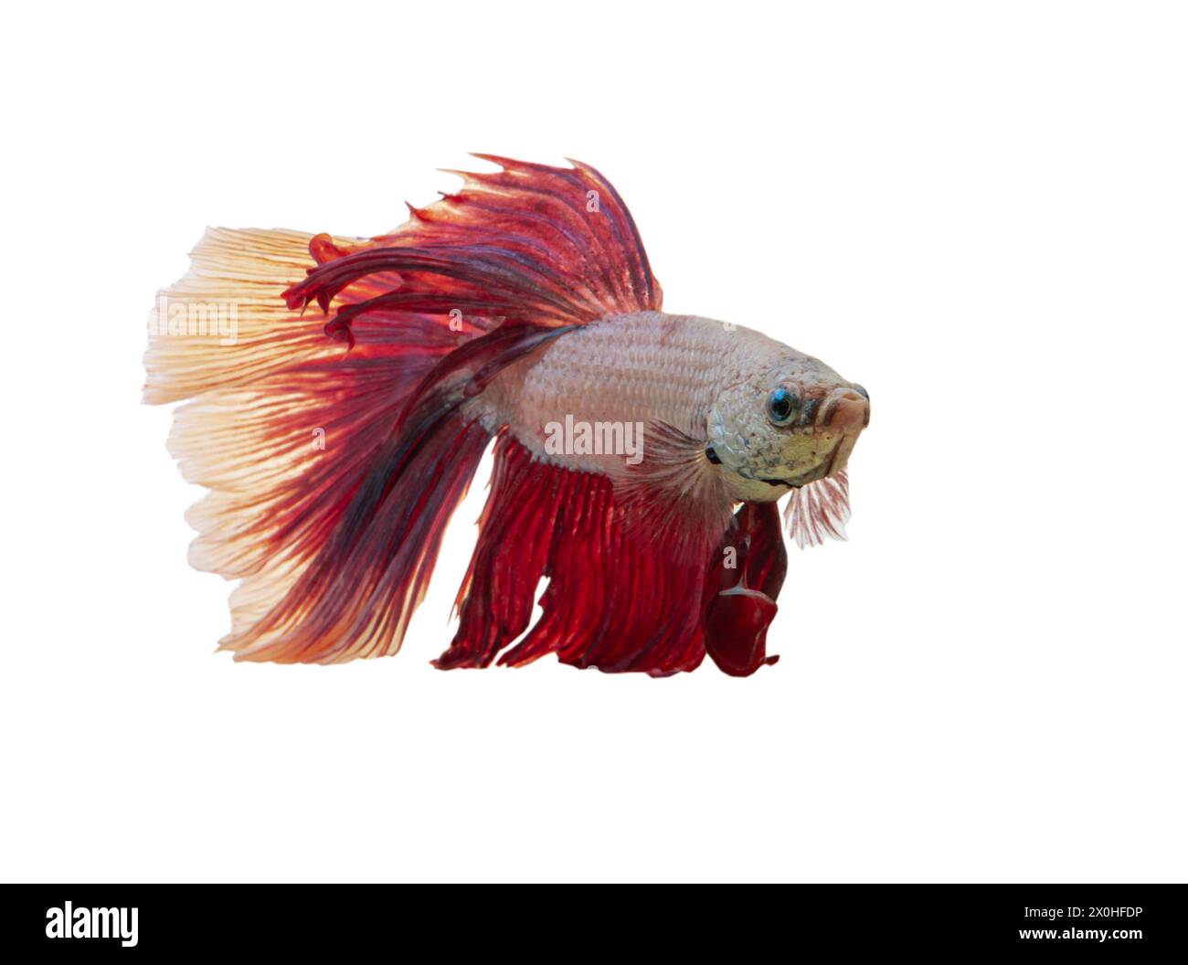 Detail of Red betta fish or Siamese fighting fish isolated on white ...