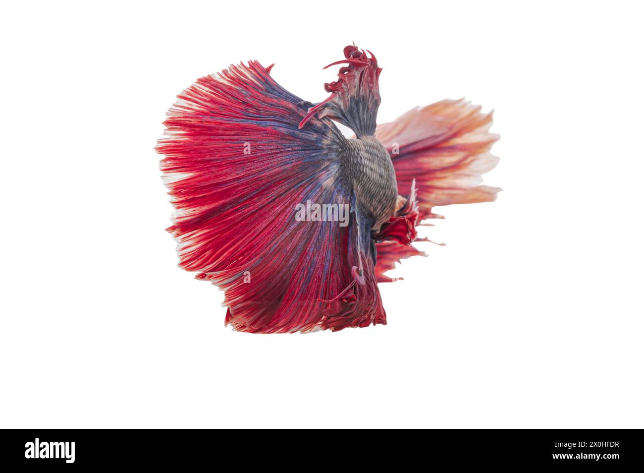 Moving moment of Red betta fish fins like the princess's skirt ...