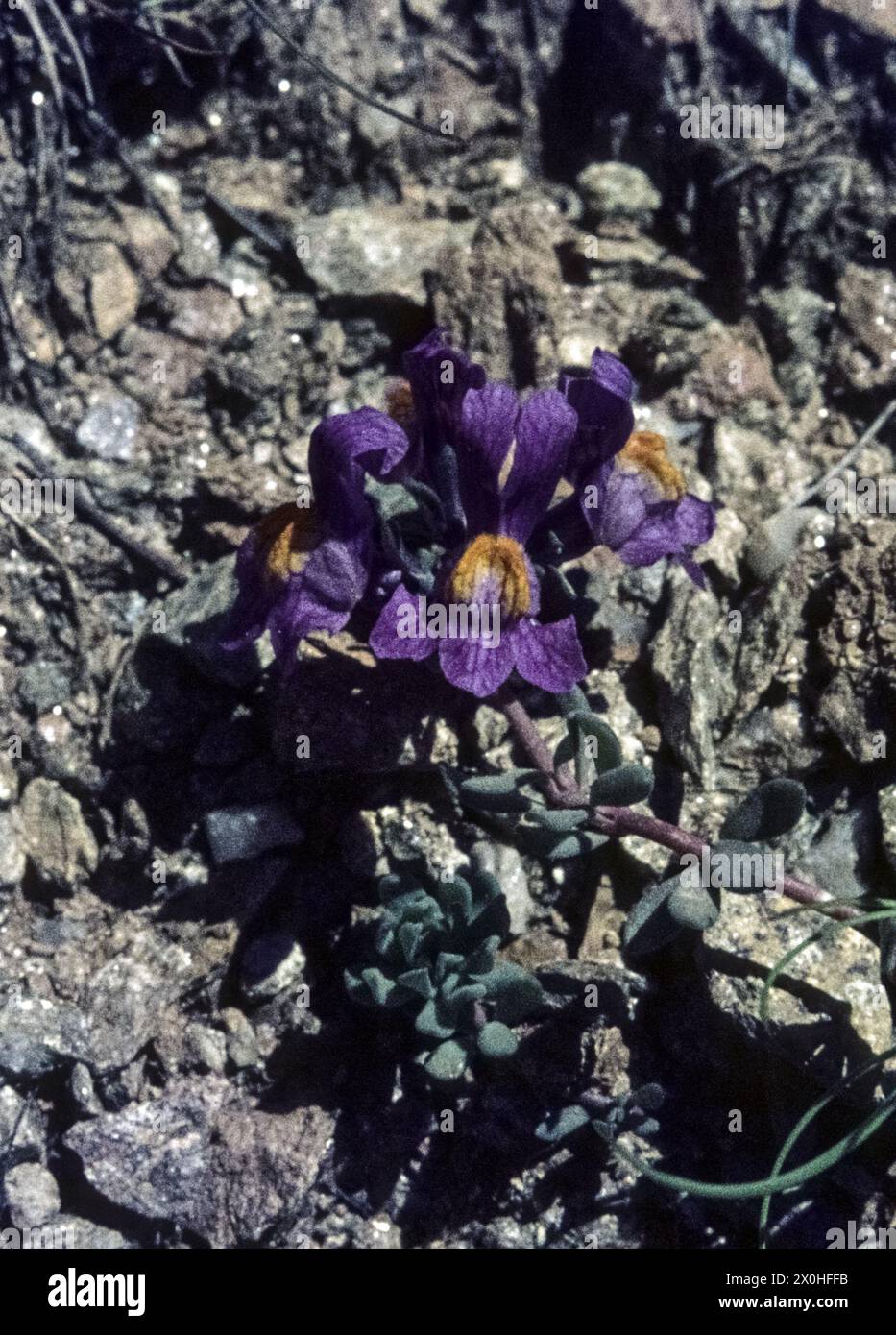 Alpine flaxweed, 70s [automated translation] Stock Photo - Alamy