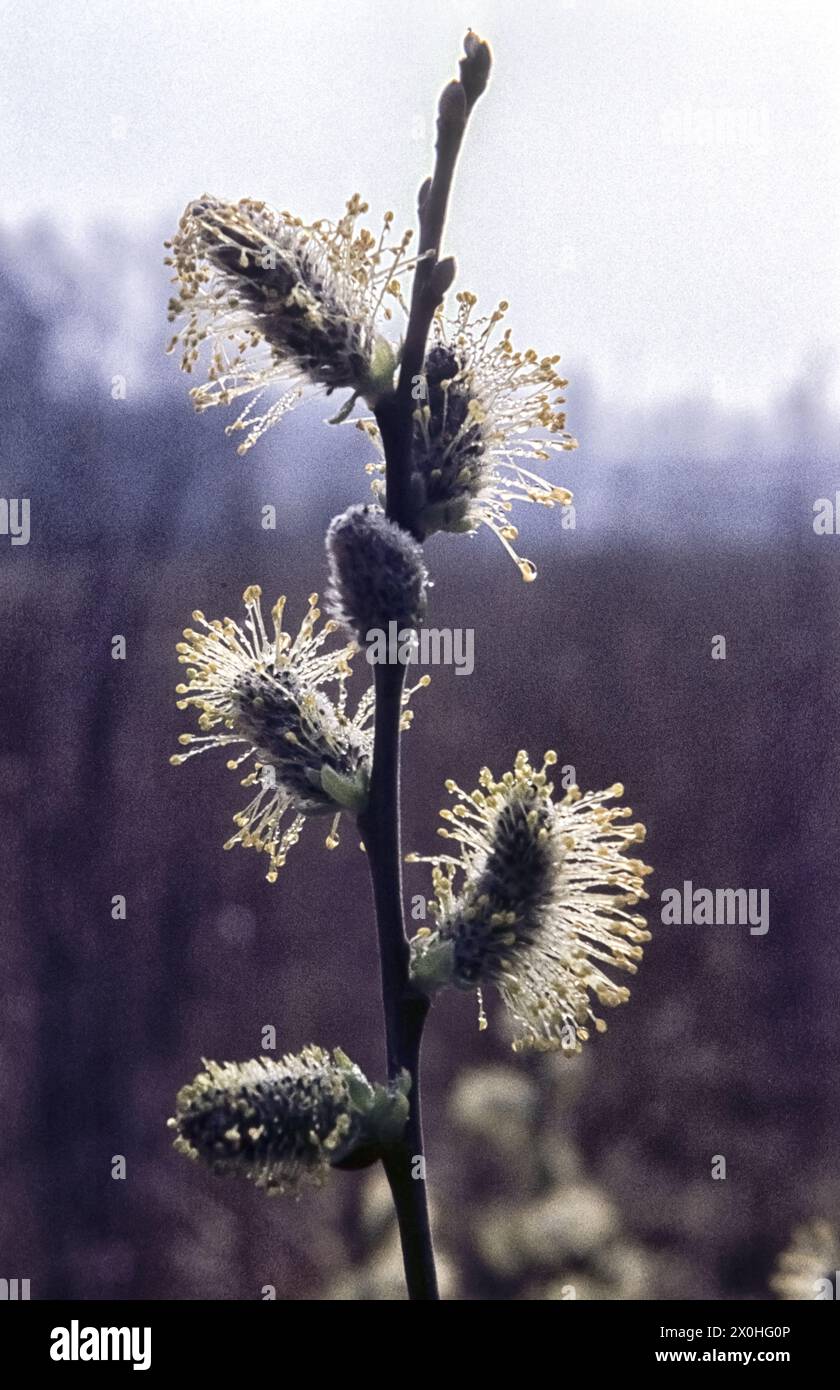 Upright branch with willow catkins in bloom. There are dewdrops on the ...