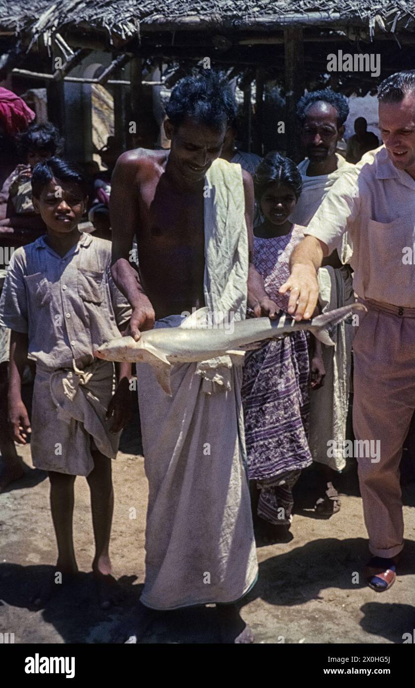 A fish seller proudly shows a young shark [automated translation] Stock ...