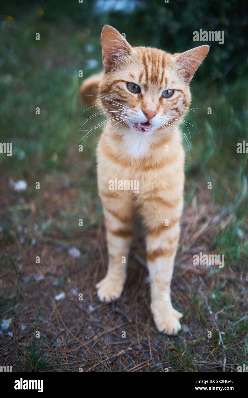 a cute peach cat meows and stretches on the grass Stock Photo - Alamy