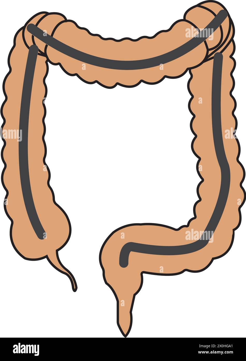 Diagram of the human large intestines hi-res stock photography and ...