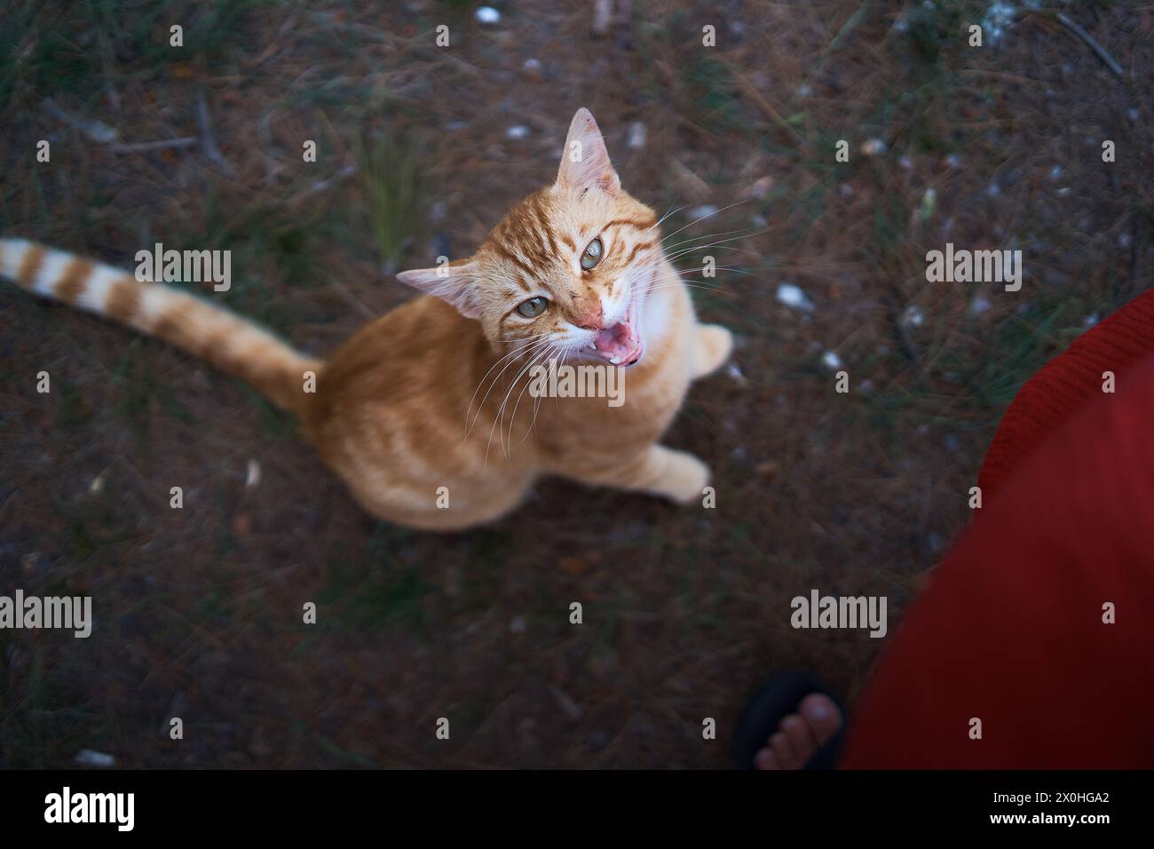 a cute peach cat meows and stretches on the grass Stock Photo - Alamy