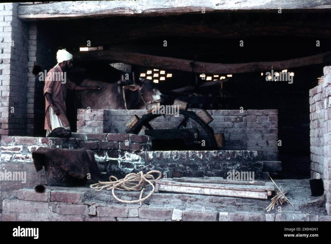 A buffalo or cow rotates a wheel and draws water from a well. The water ...