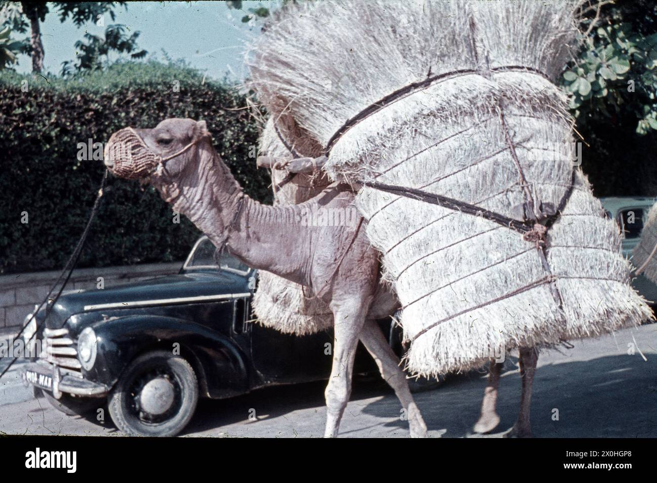 Camel versus car transport, past and present Stock Photo - Alamy