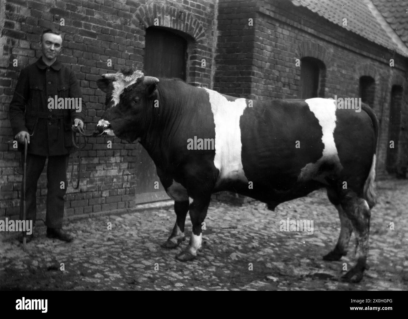 A breeding bull Stock Photo - Alamy