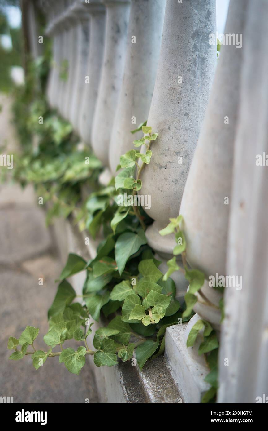 Greek column ivy hi-res stock photography and images - Alamy