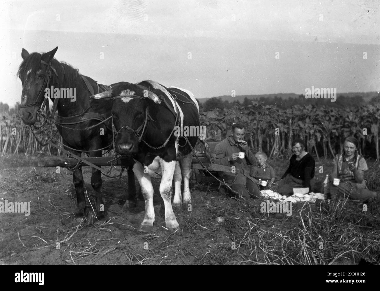 A family with their horse and cow carriage when taking a break during ...