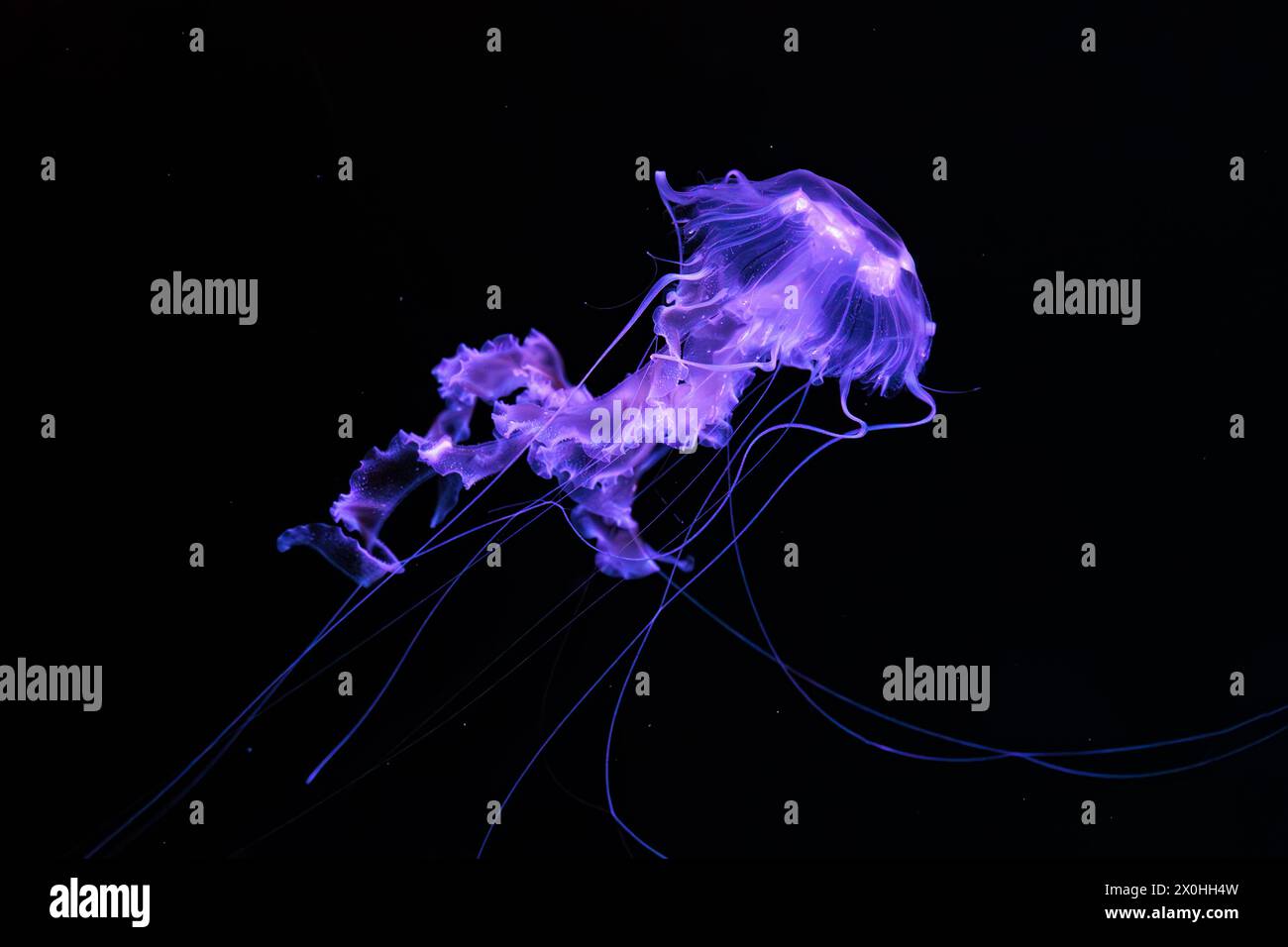 Black sea nettle, Chrysaora achlyos swimming in dark water of aquarium ...