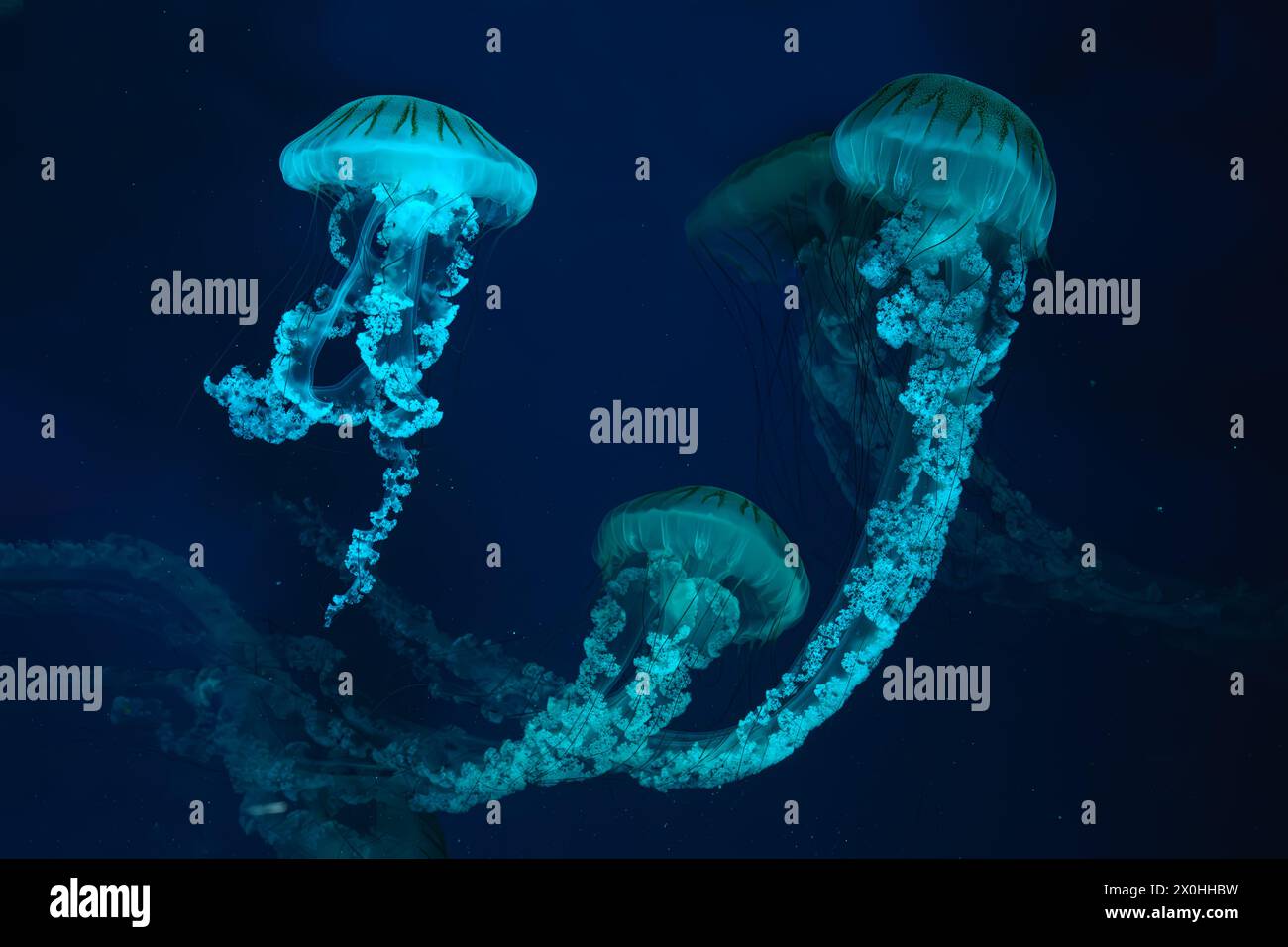 Group of Jellifish South american sea nettle, Chrysaora plocamia ...