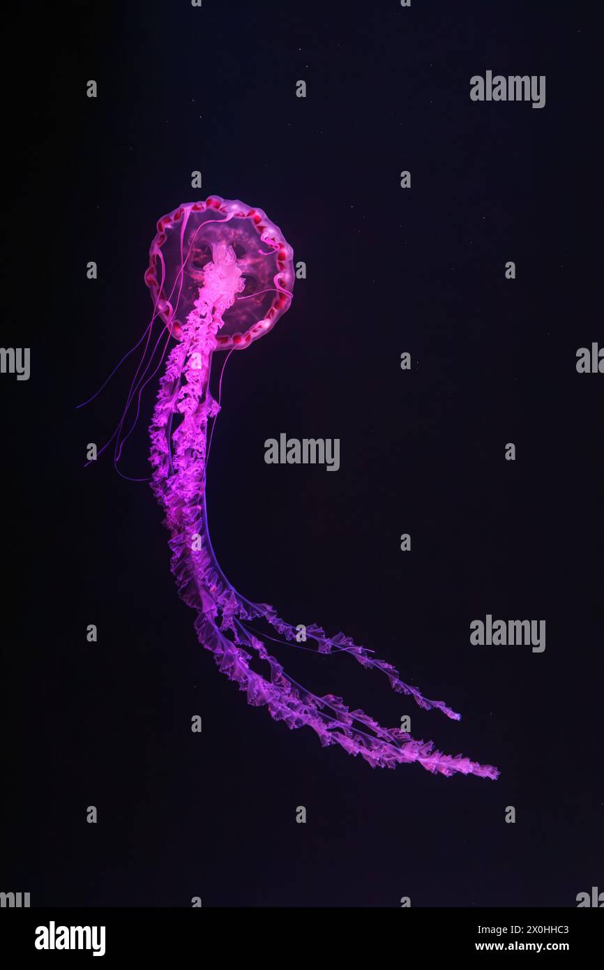 Purple striped Jellyfish, Chrysaora colorata swimming in dark water of ...