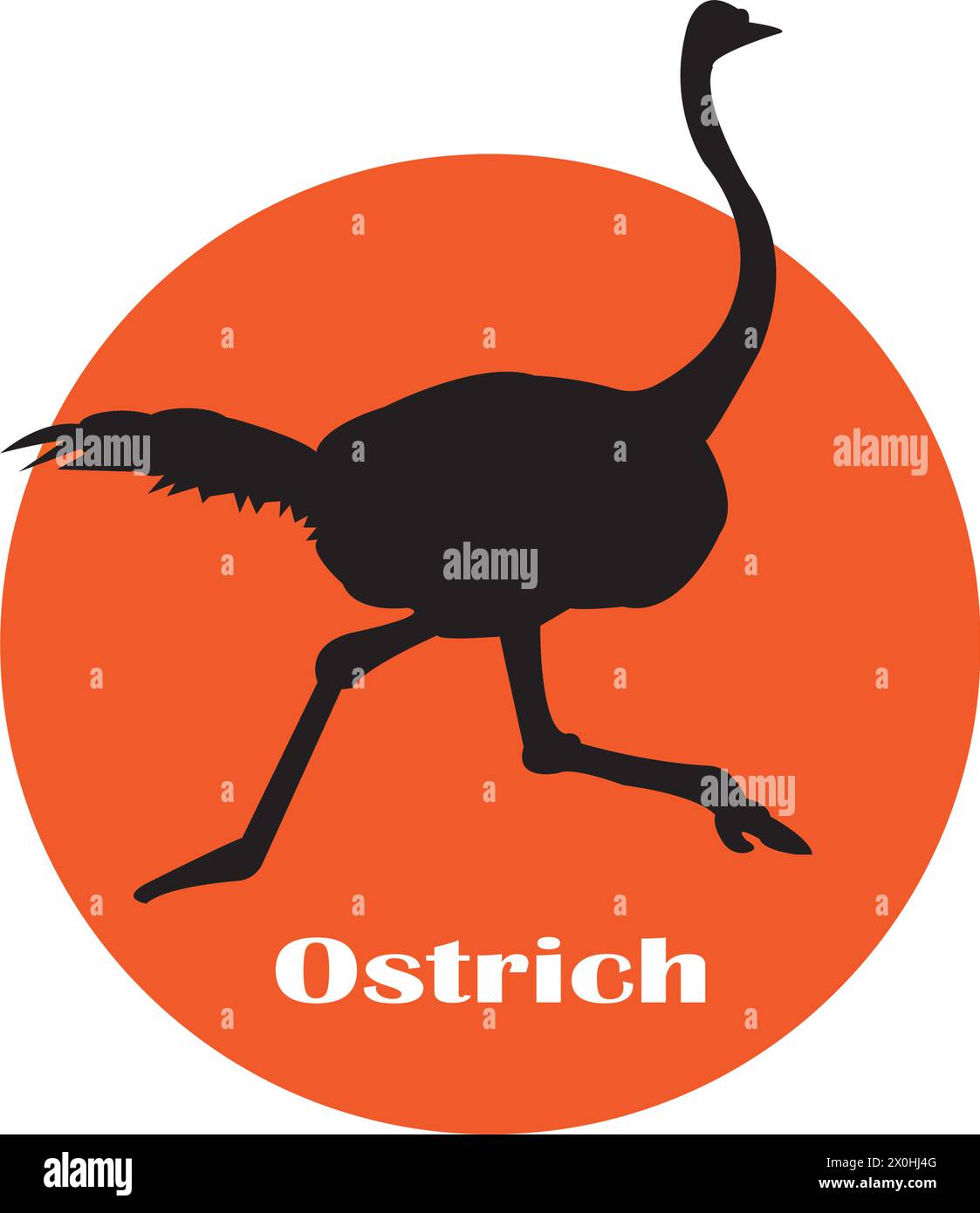 Ostrich bird safari animals cartoon hi-res stock photography and images ...