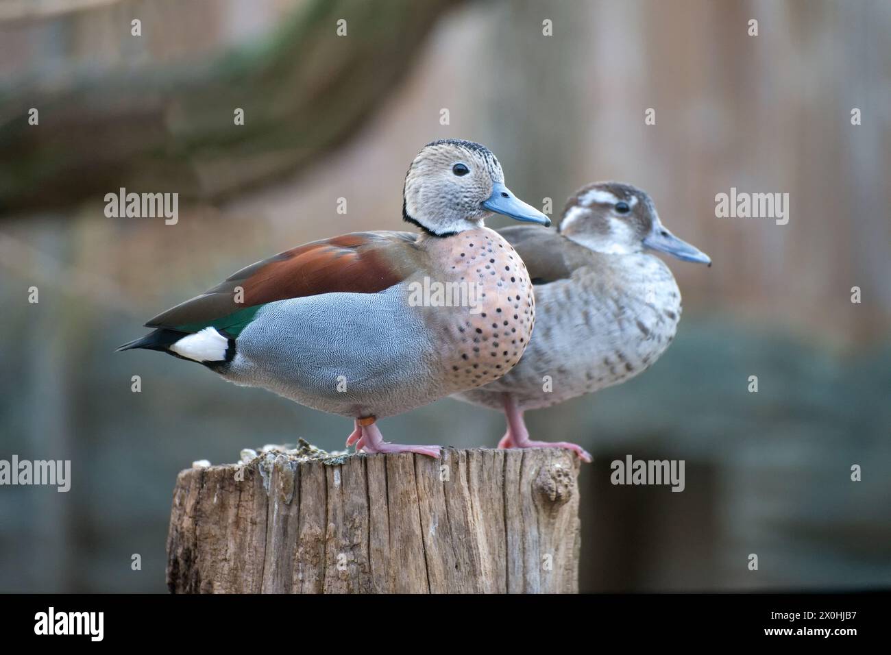 Ringed teal is duck from South African forest Stock Photo - Alamy