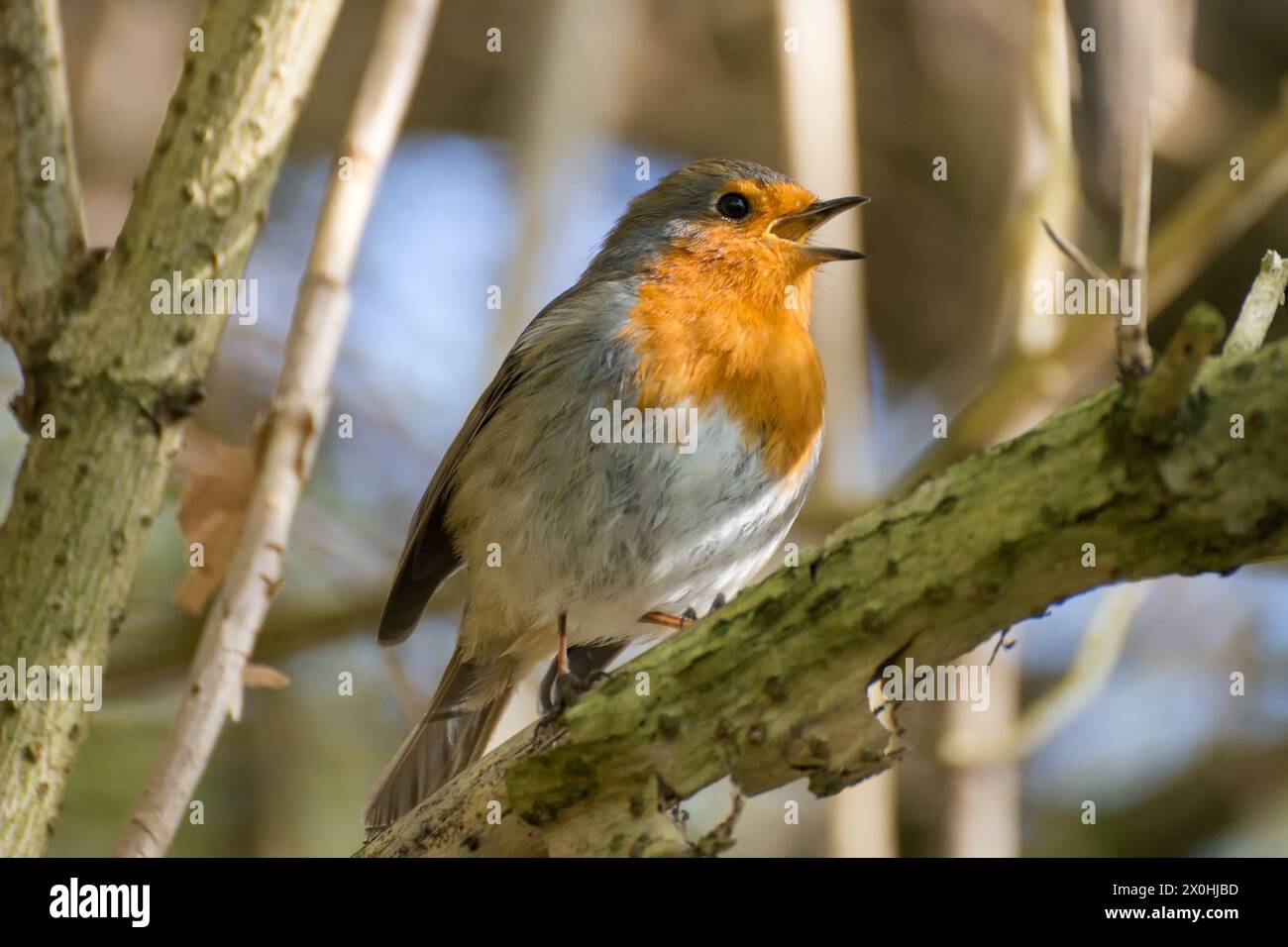 European robin in England, United Kingdom. Sitting on the branch and ...