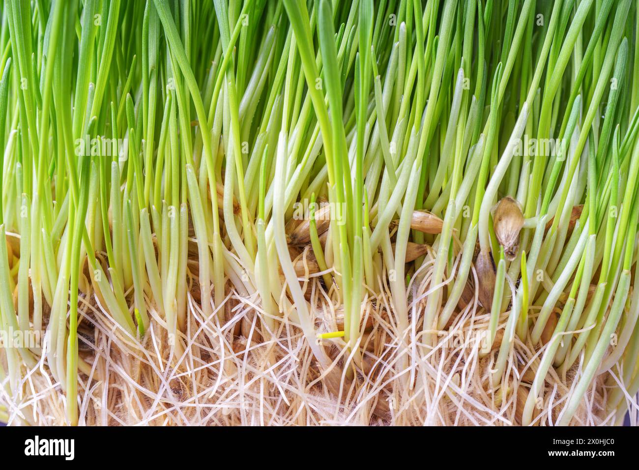 Sprouts of wheat with roots, microgreens texture. Young plants, green ...