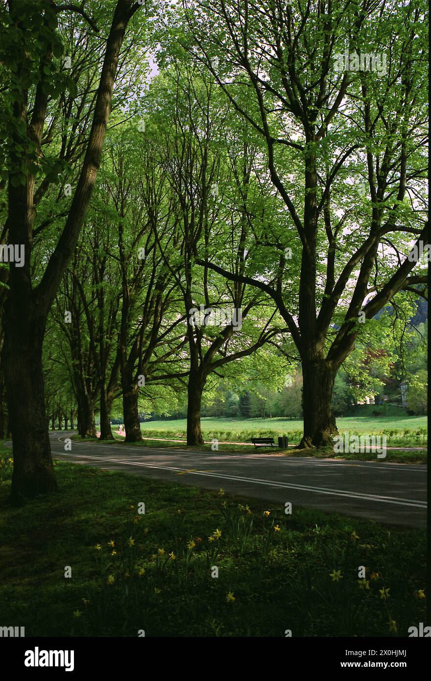 Lichtenthaler allee hi-res stock photography and images - Alamy
