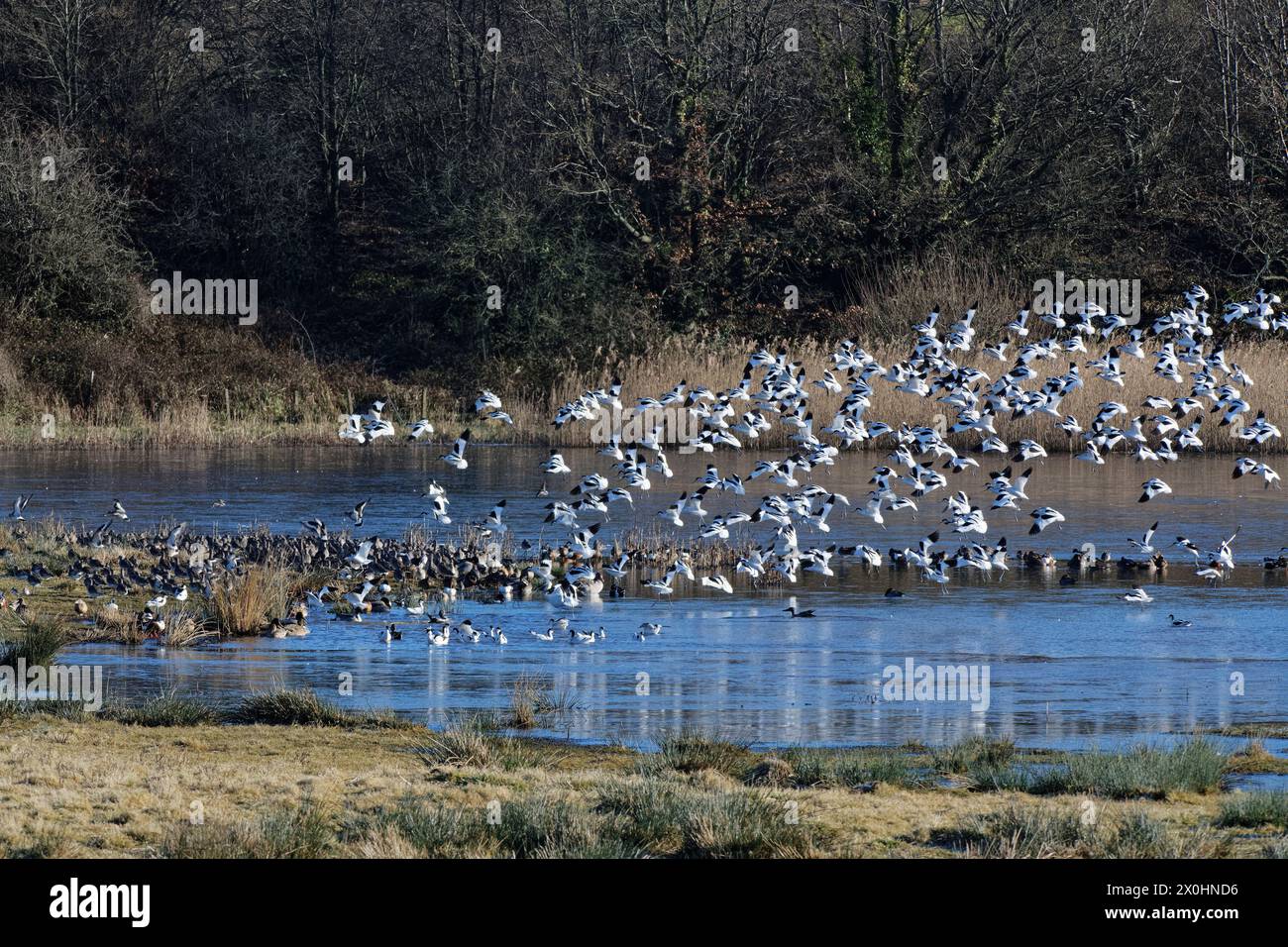 Exe estuary rspb reserve hi-res stock photography and images - Alamy